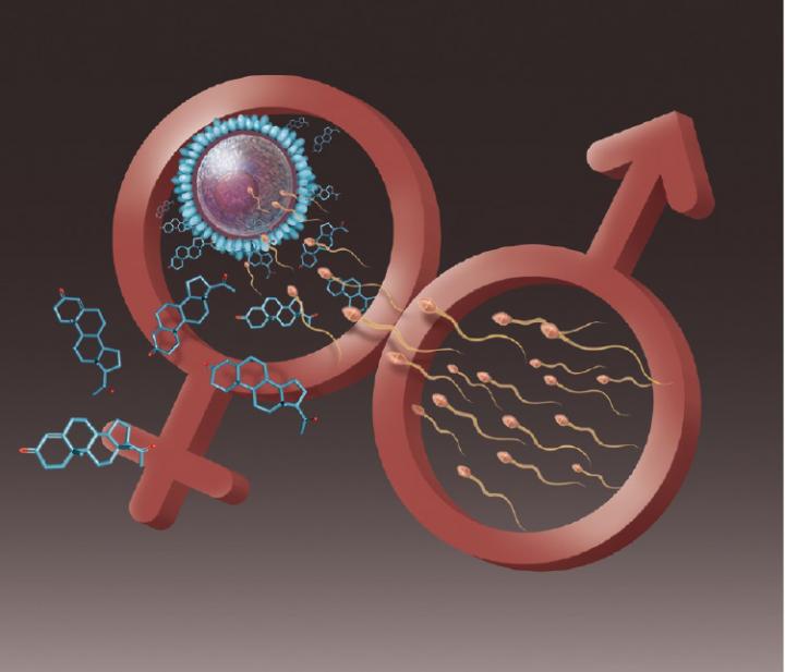 Hormones Trigger Sperm Power K [IMAGE] | EurekAlert! Science News Releases