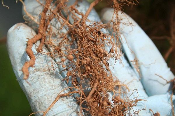 Root Nodules [IMAGE] | EurekAlert! Science News Releases