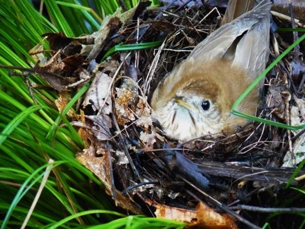 Nesting Veery [IMAGE] | EurekAlert! Science News Releases