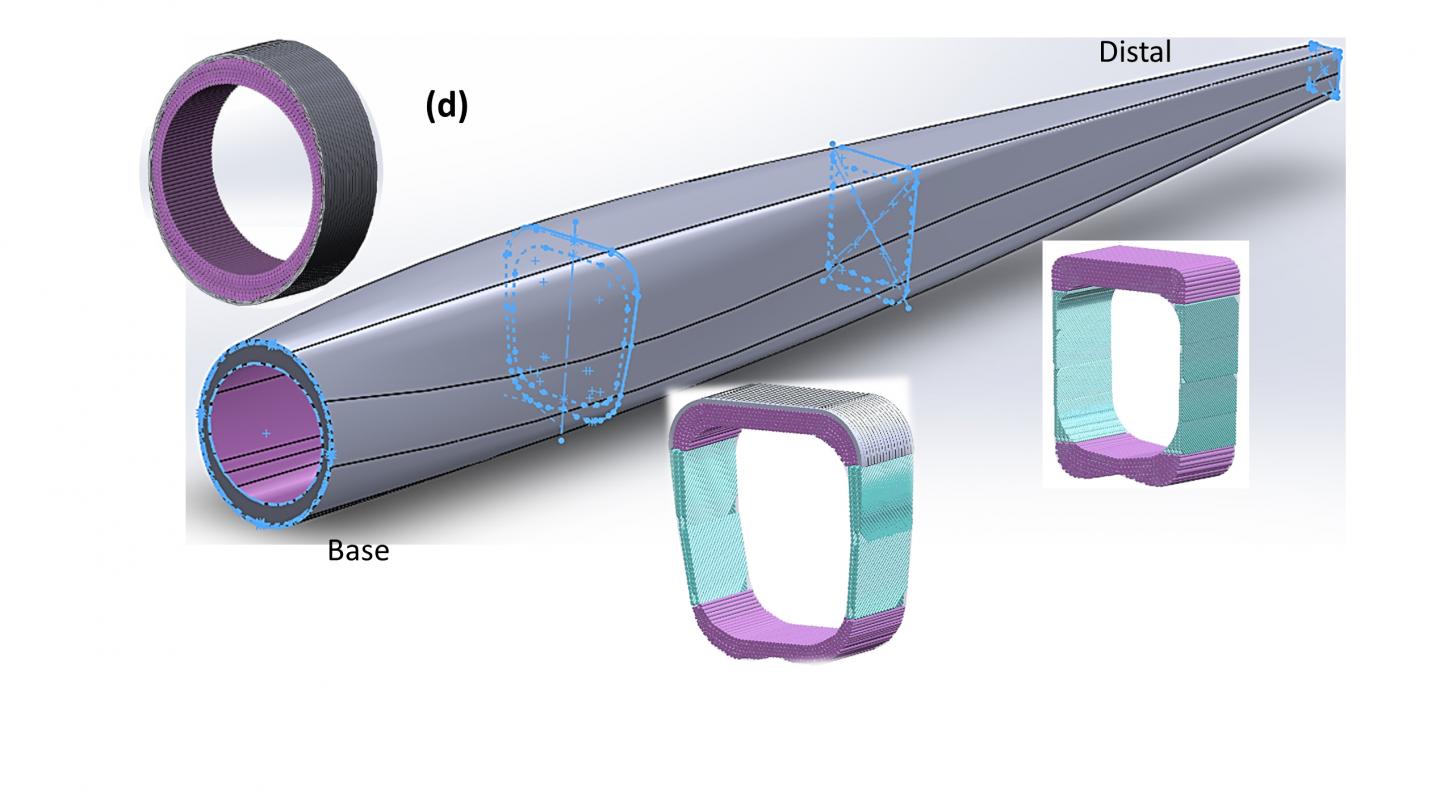 Researchers explain why feather shafts change | EurekAlert!