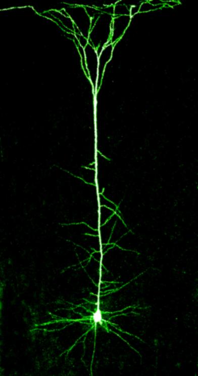 Neuron [IMAGE] | EurekAlert! Science News Releases