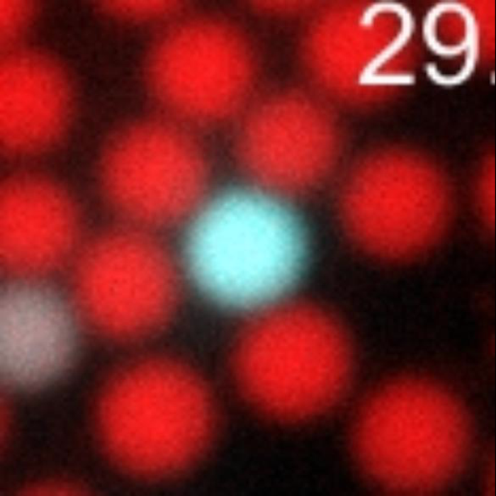 DNA粒子是如何自我组装的？ - 生物通