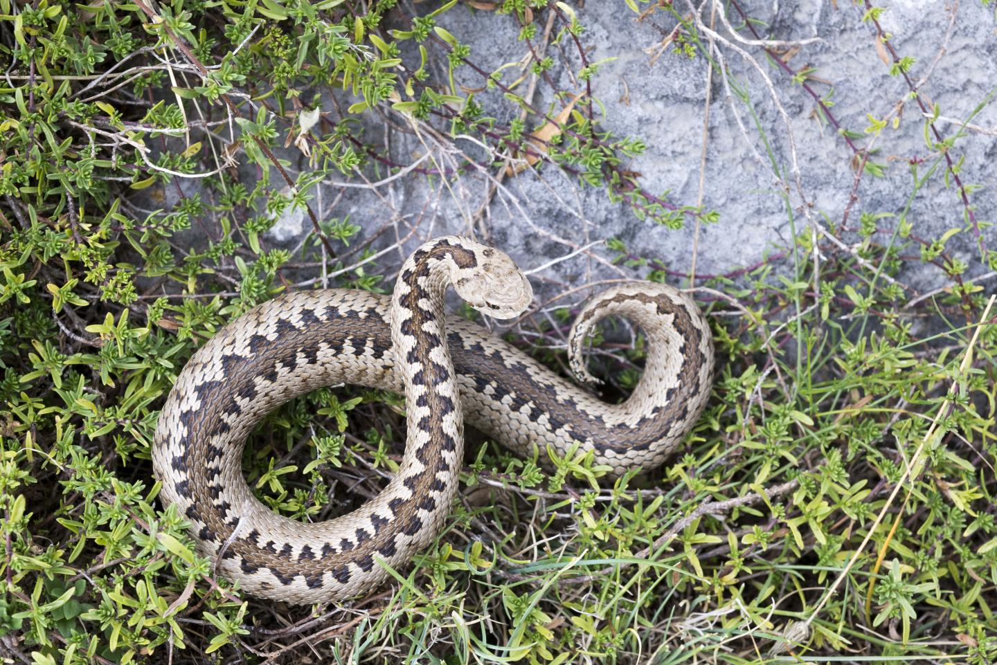 Warming mountaintops put snake at risk of ext | EurekAlert!