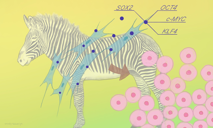 Learning from endangered zebra stem cells | EurekAlert!