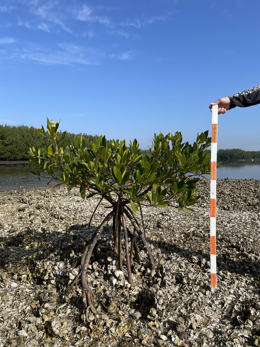 Measuring mangrove on top of o [IMAGE] | EurekAlert! Science News Releases