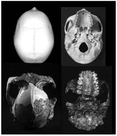Craniums [IMAGE] | EurekAlert! Science News Releases