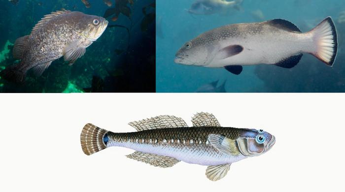 Number of fish species at risk of extinction | EurekAlert!
