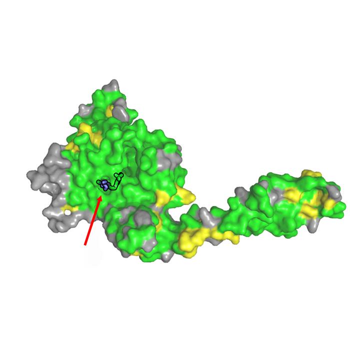 Structure of USP28 in complex [IMAGE] | EurekAlert! Science News Releases