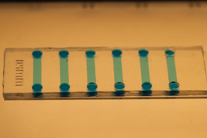 Chip for inducing stem cells [IMAGE] | EurekAlert! Science News Releases