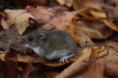 White-footed Mouse [IMAGE] | EurekAlert! Science News Releases