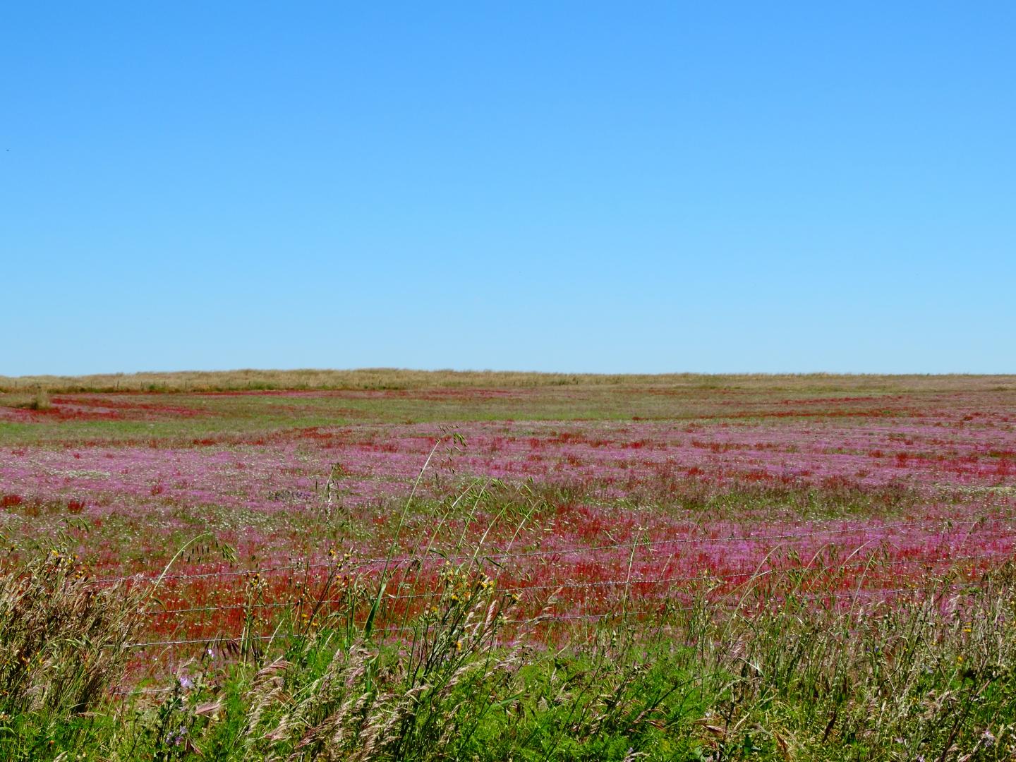 Agro-steppe habitat [IMAGE] | EurekAlert! Science News Releases