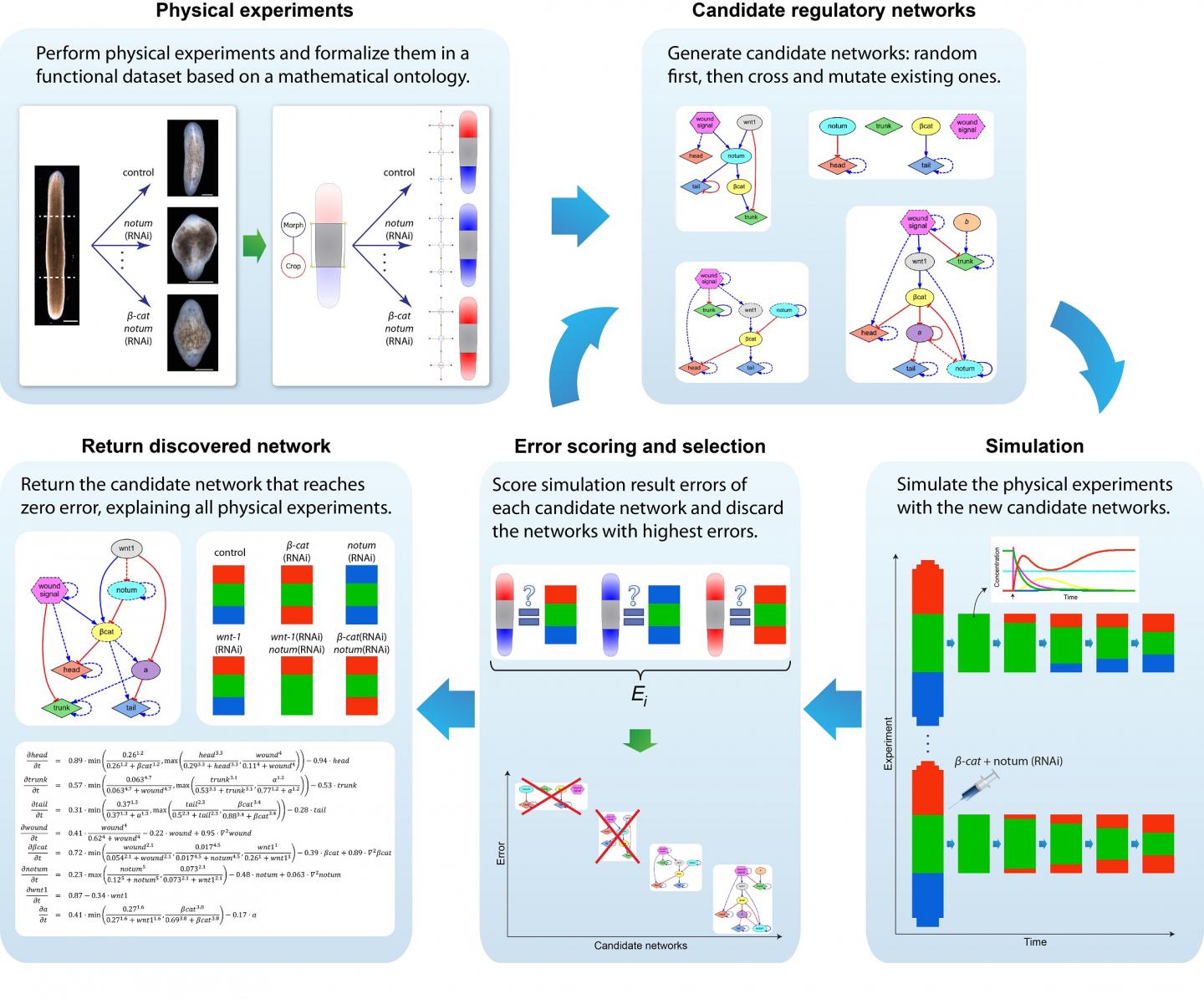 Planarian regeneration model discovered by ar | EurekAlert!