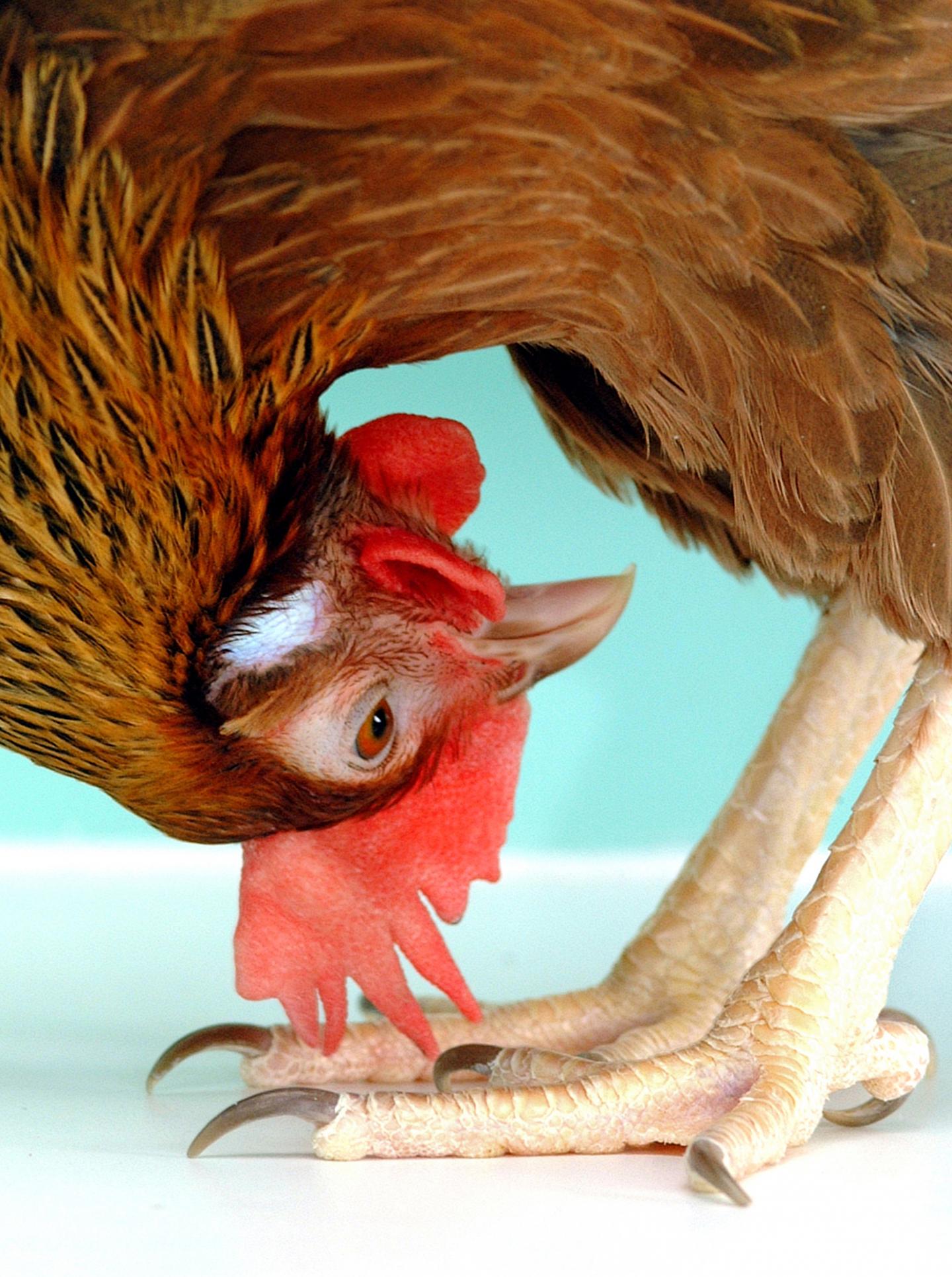 Hens that Lay Human Proteins i [IMAGE] | EurekAlert! Science News Releases