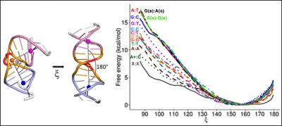 Bent DNA [IMAGE] | EurekAlert! Science News Releases