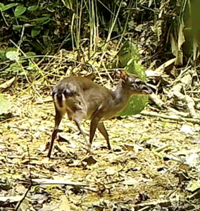Cameras candidly capture bushmeat mammals to | EurekAlert!