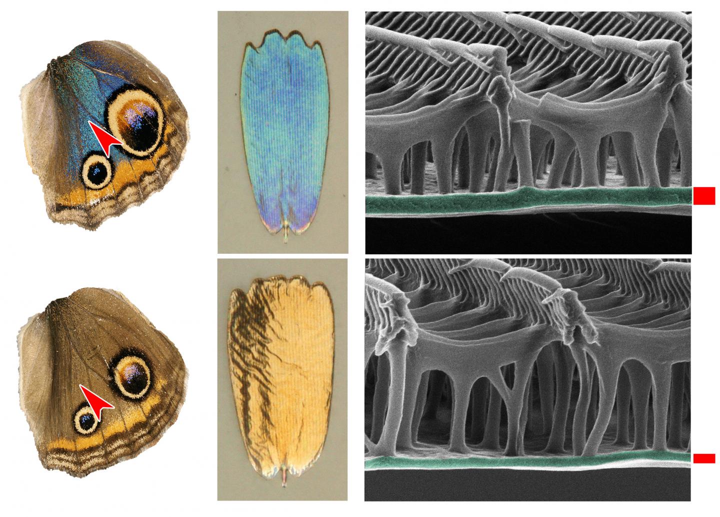 Microscopic Details Underlying [IMAGE] | EurekAlert! Science News Releases