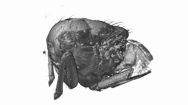 X-rays film inside live flying insects -- in | EurekAlert!