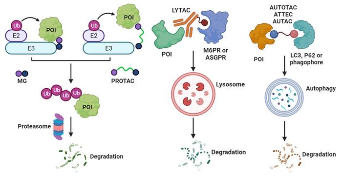 Targeted protein degradation [IMAGE] | EurekAlert! Science News Releases