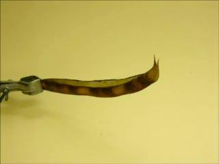 Seed Pod Mechanics With a Twist (2 of 2) | EurekAlert!