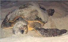 Green Turtle ( Chelonia myda [IMAGE] | EurekAlert! Science News Releases