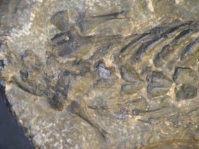 Adriosaurus microbrachis