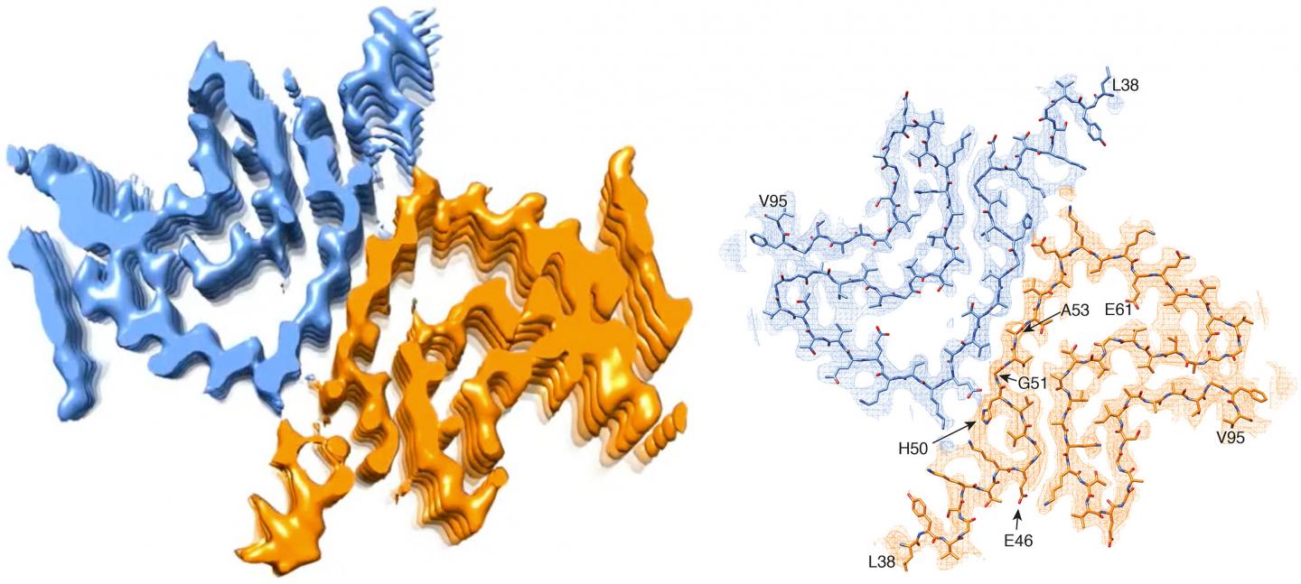 Cross Section of An Alpha-Synu [IMAGE] | EurekAlert! Science News Releases