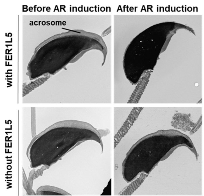 Fig. 3 [IMAGE] | EurekAlert! Science News Releases