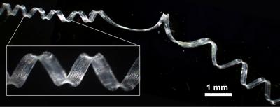 How Cucumber Tendrils Hoist Their Payload Sun | EurekAlert!