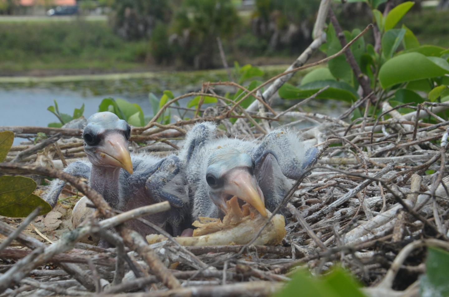 Urban Stork Chicks [IMAGE] | EurekAlert! Science News Releases