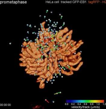 New Microscope Peers at Subcellular Gears in | EurekAlert!