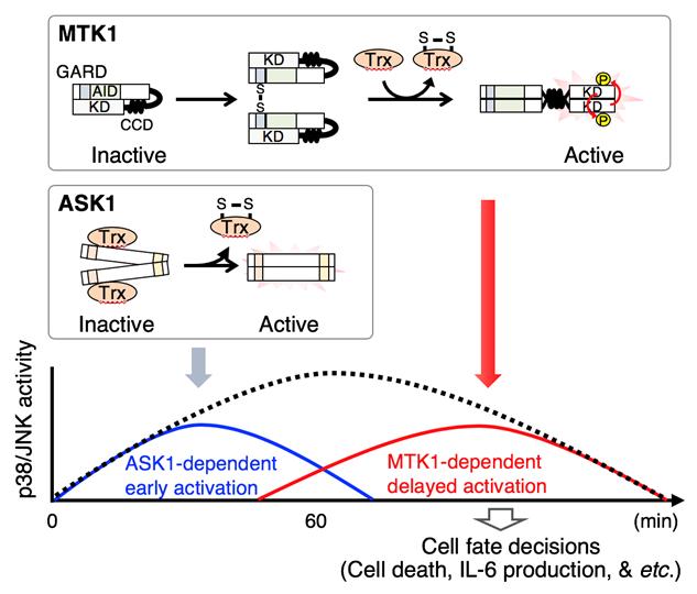 Figure 2. A schematic model o [IMAGE] | EurekAlert! Science News Releases