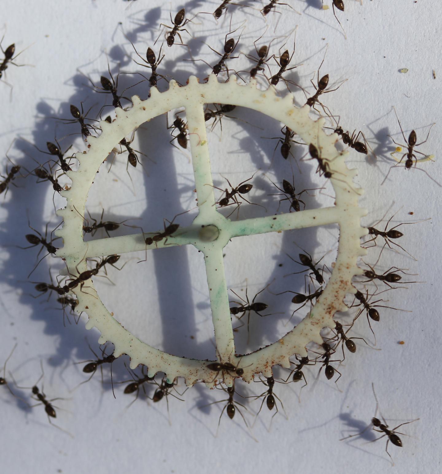 Food-carrying ants use collective problem sol | EurekAlert!