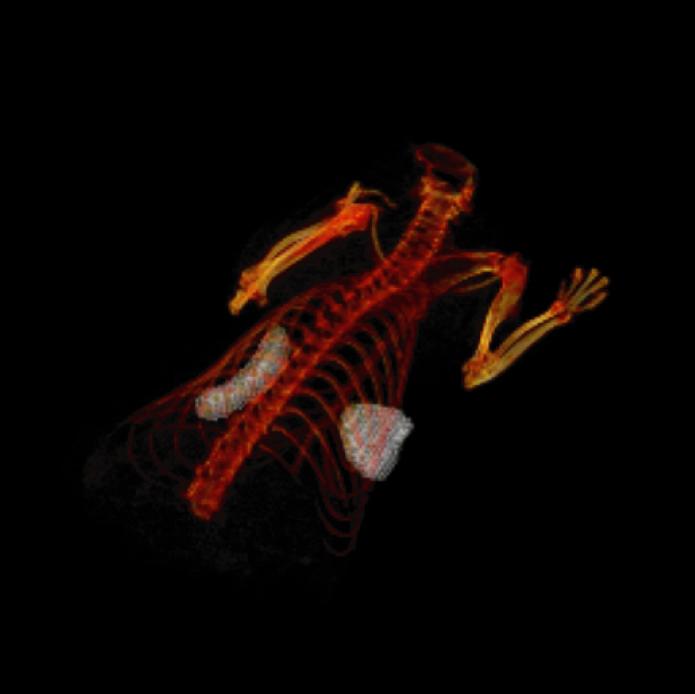E2-Crimson Expressing Tumor Ce [IMAGE] | EurekAlert! Science News Releases