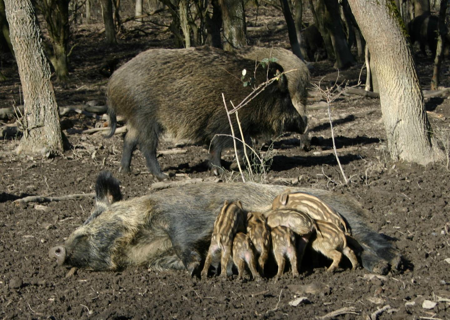 Wild boars are gaining ground | EurekAlert!