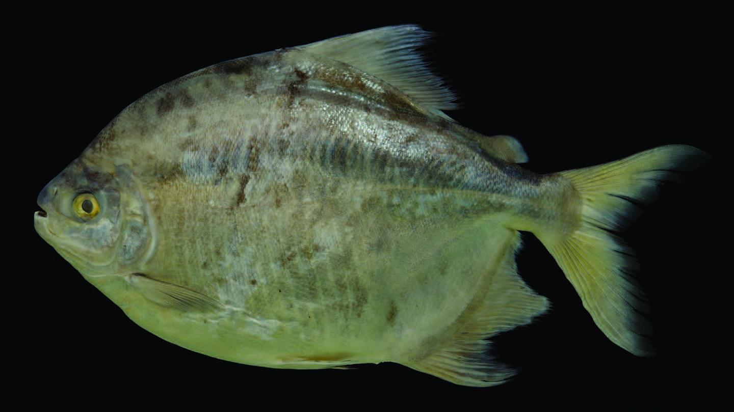 Zorro, the new Latin American fish species, t | EurekAlert!