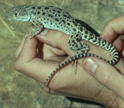 An Adult Leopard Lizard [IMAGE] | EurekAlert! Science News Releases