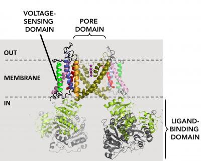 BK Channel Structural Hierarch [IMAGE] | EurekAlert! Science News Releases