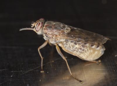 Tsetse Fly [IMAGE] | EurekAlert! Science News Releases