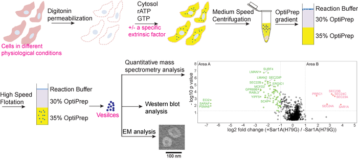 Figure 1 [IMAGE] | EurekAlert! Science News Releases