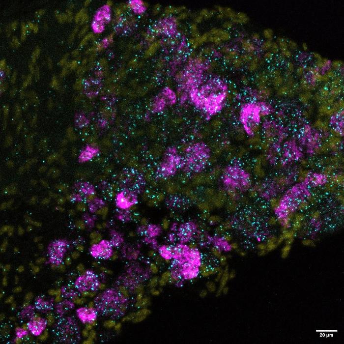 Mouse neurons [IMAGE] | EurekAlert! Science News Releases