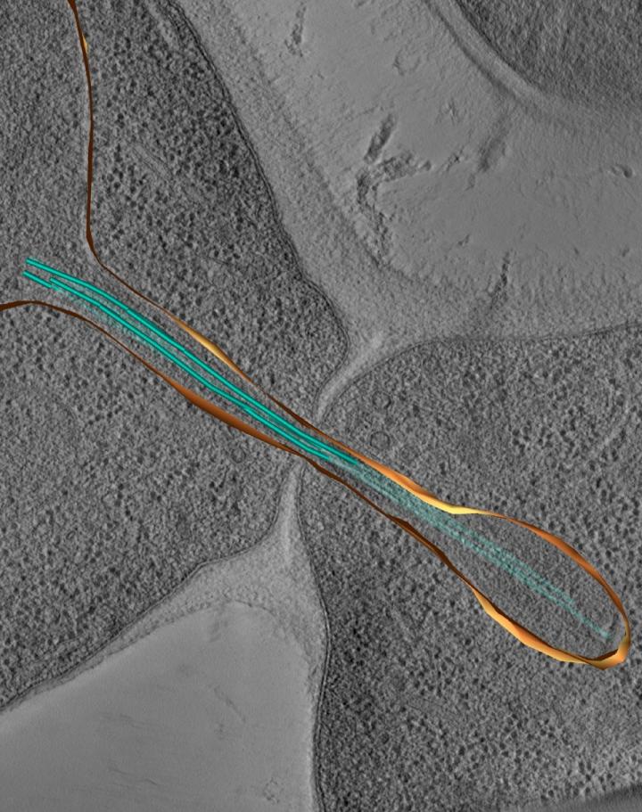 DNA Bridges (2 of 2) [IMAGE] | EurekAlert! Science News Releases
