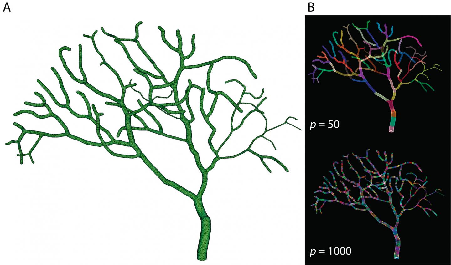 Purkinje Cell Model [IMAGE] | EurekAlert! Science News Releases