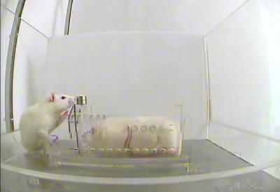 Honor Among Rats (7 of 11) | EurekAlert!