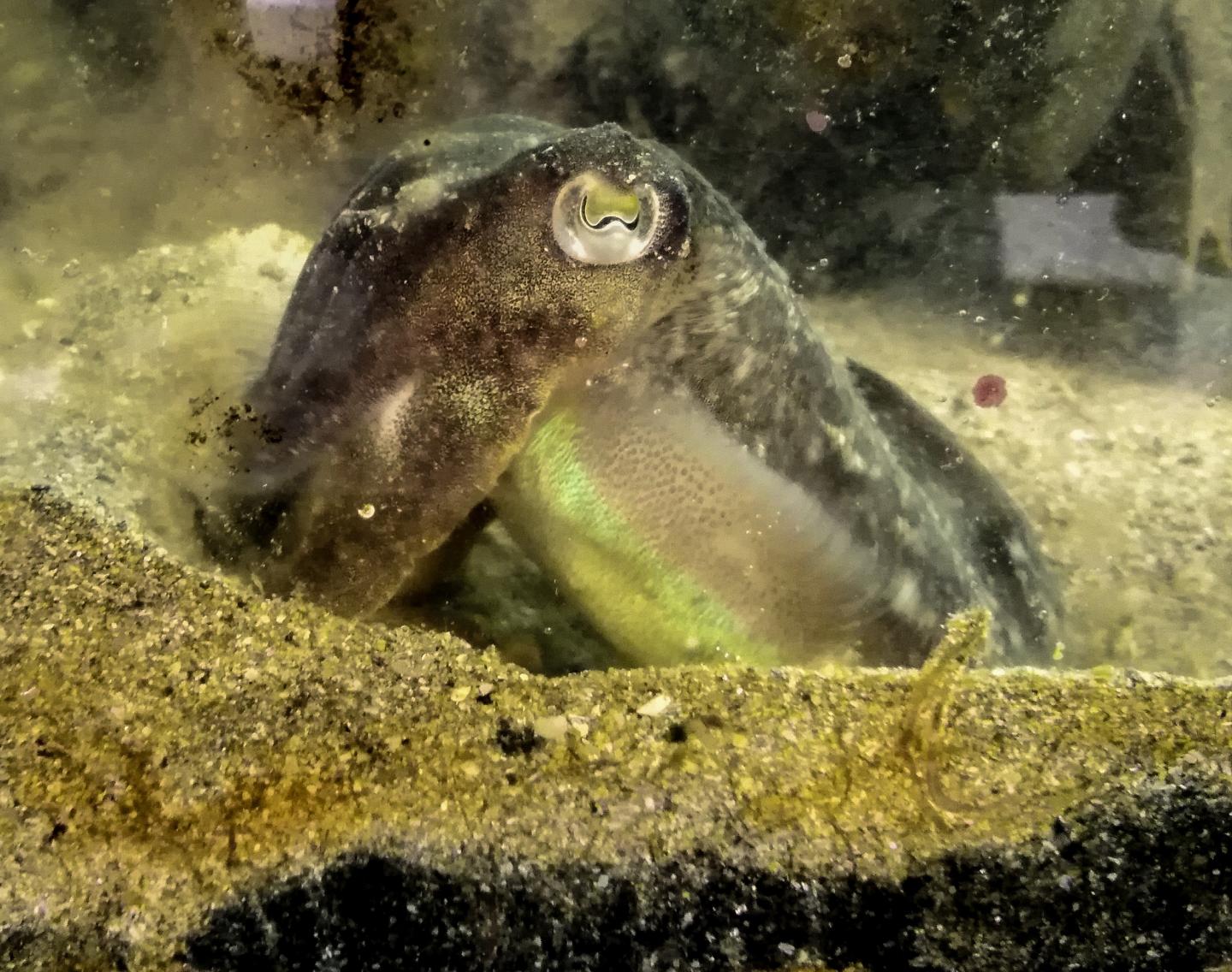 Cuttlefish Feeding