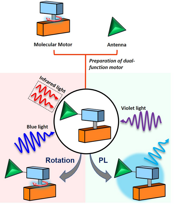 Fluorescing molecular motor wi [IMAGE] | EurekAlert! Science News Releases