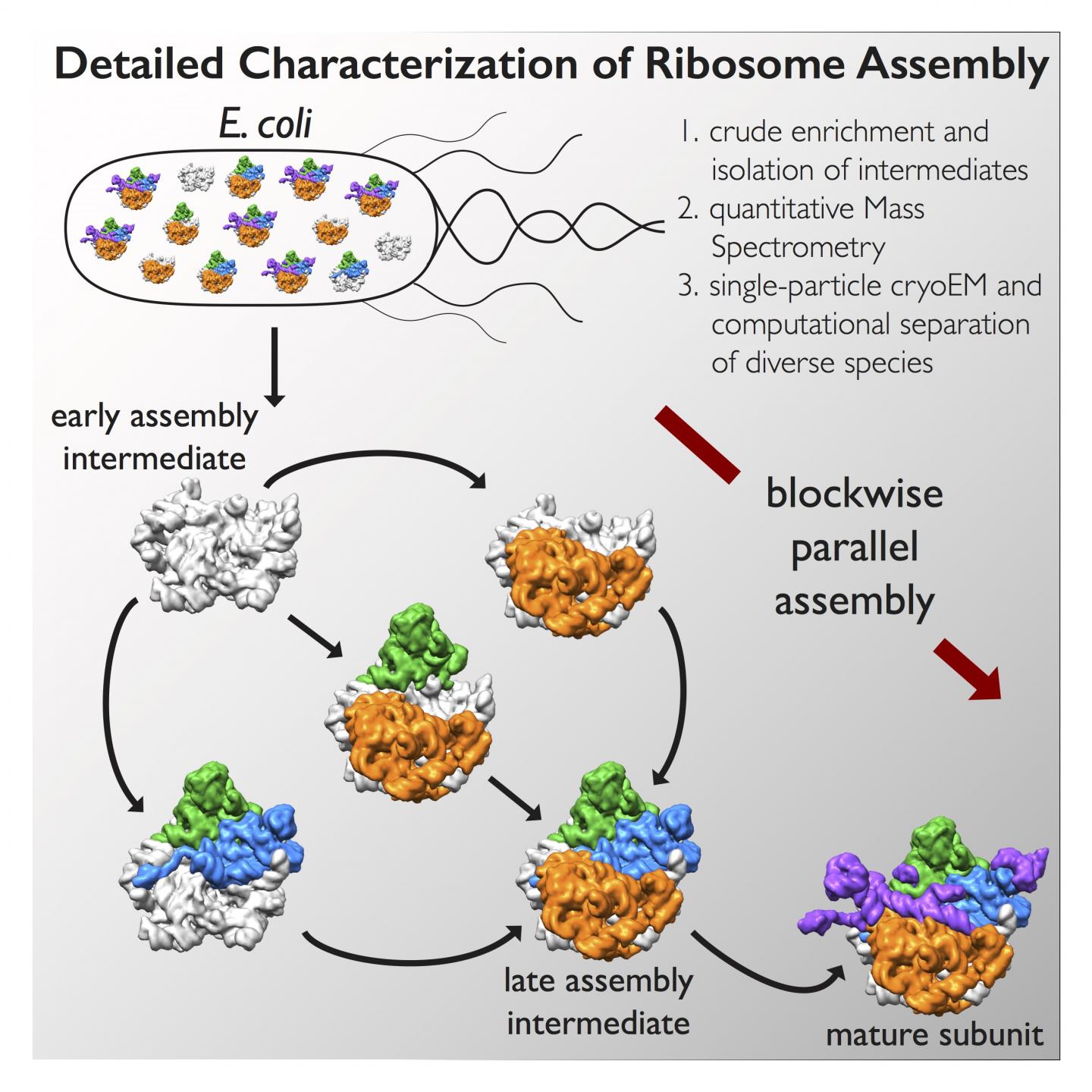 New Imaging Method Takes on Mo [IMAGE] | EurekAlert! Science News Releases