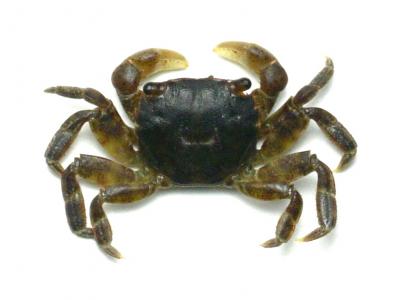 Asian Shore Crab [IMAGE] | EurekAlert! Science News Releases