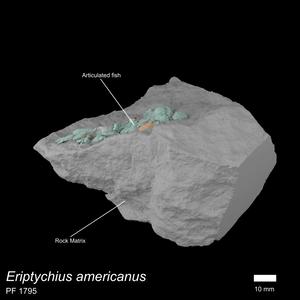Prehistoric fish fills 100 million year gap i | EurekAlert!