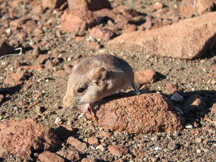 The Etendeka Round-Eared Sengi [IMAGE] | EurekAlert! Science News Releases