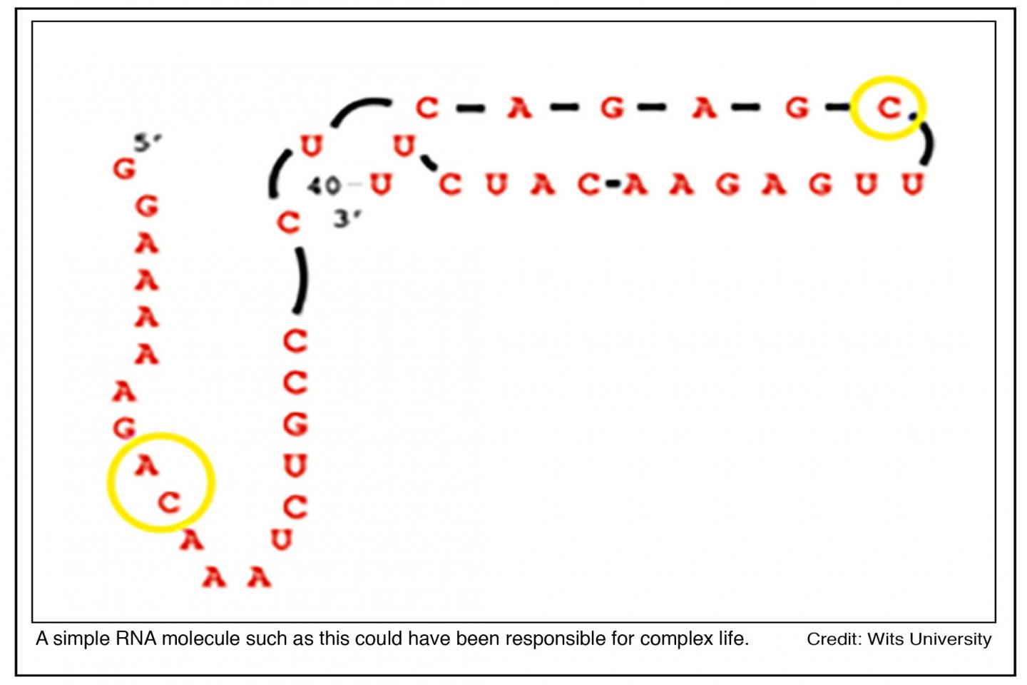 Graphic: A Simple RNA Molecule [IMAGE] | EurekAlert! Science News Releases